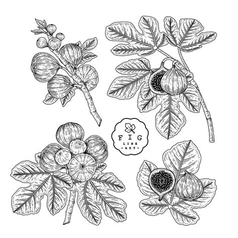 Premium Vector Vector Sketch Fig Fruit Decorative Set