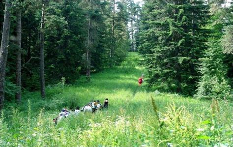 გარემოს დაბინძურება და მისი გადაჭრის გზა ტყეები ტყის მრავალფეროვნების მთავარი ფაქტორები და