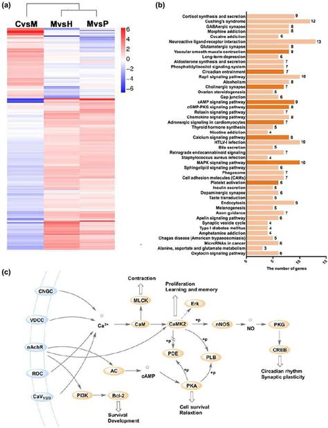 The Rna Seq Transcriptional Analysis Of Brain Tissues A Heatmap Plot Download Scientific