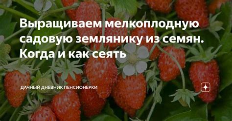 Выращиваем мелкоплодную садовую землянику из семян. Когда и как сеять ...