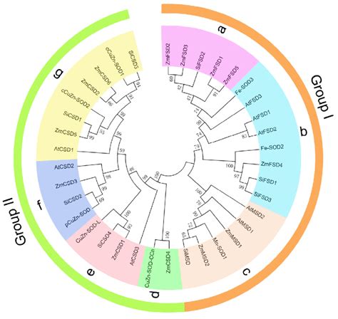Phylogenetic Relationships Of 37 Sod Proteins From Different Plant