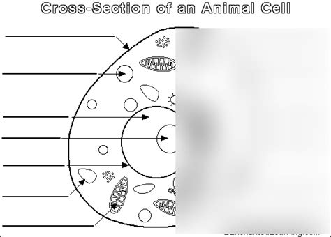 Cross Section Worksheet 7th Grade Amemyid
