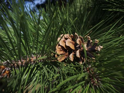 Jaw Tap Tree Free Photo On Pixabay Pixabay