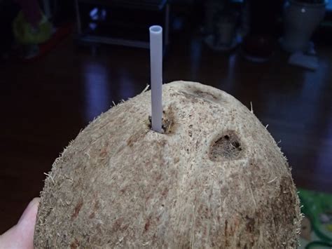 야자수 열매 코코넛 재탄생 야자껍떼기 코코넛껍질로 물고기 은신처 만들기 네이버 블로그