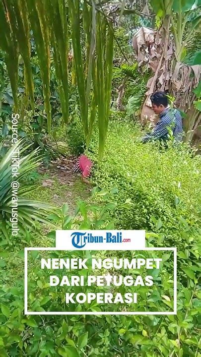 Aksi Kocak Seorang Nenek Bersembunyi di Semak-semak saat Ada Petugas ...