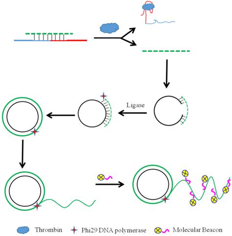 Research Progress On Rolling Circle Amplification Rca Based Biomedical Sensing