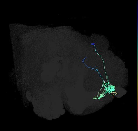 mushroom body output neuron 17 [fbbt 00111064] virtual fly brain