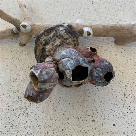 Fossilized Barnacles Cluster Oyster Shell Natural Unique Beach Etsy