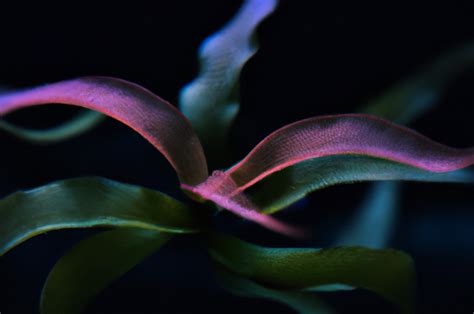¿qué Plantas Son Las Más Apropiadas Para Climas Fríos