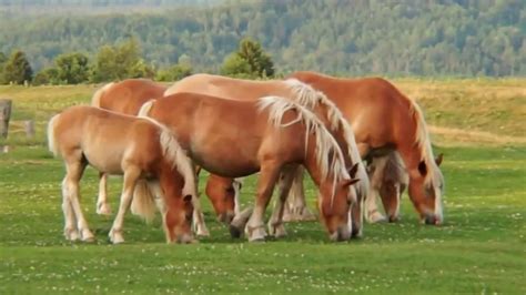 Entertainment Ugetube