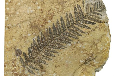 8 Rare Pennsylvanian Fossil Fern Pecopteris Frond Austria