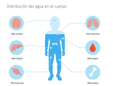 Aguas Minerales El Agua Es El Principal Componente Del