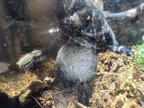 Cyriopagopus Lividus Ventral Sex Arachnoboards