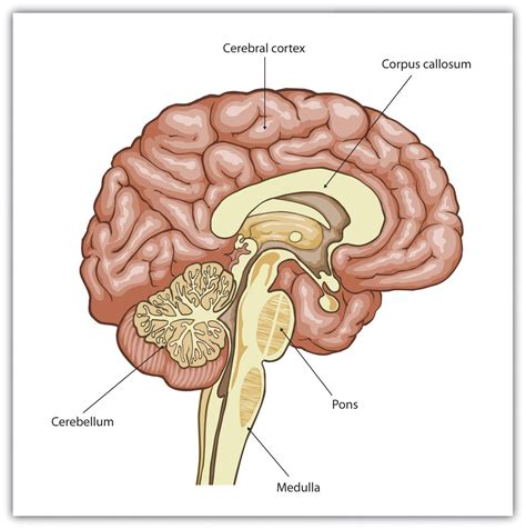 Cerebral Cortex Diagram Function Simple Cerebral Cortex