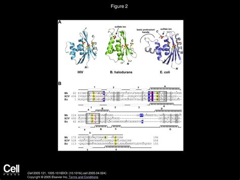 Crystal Structures Of Rnase H Bound To An Rna Dna Hybrid Substrate Specificity And Metal