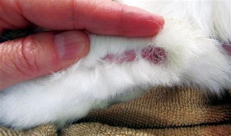 Pododermatitis In Rabbits An Under Recognised Problem Vet Times