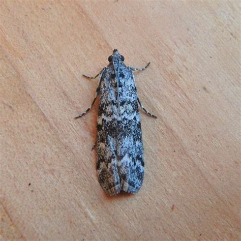 Evergreen Coneworm Moth Dioryctria Abietivorella Grote 1878