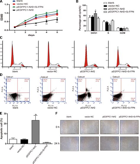 Nrf2 Affects The Viability Cell Cycle Apoptosis And Migration Of Pc3