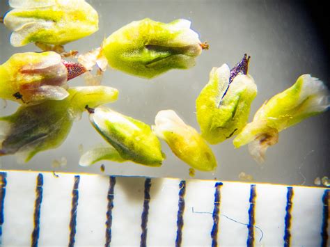 Polygonum Aviculare Ssp Depressum Dooryard Knotweed Fsus