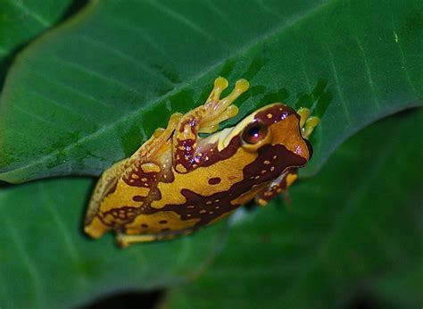 How To Id A Frog Species Amphibian Identification