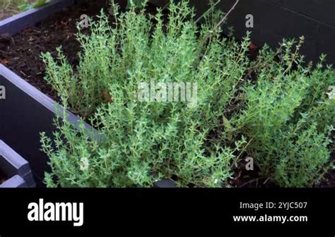 Small Spice Thyme Thymus Stock Videos And Footage Hd And 4k Video Clips