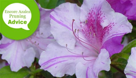 How To Prune An Encore Azalea From The Experts At Wilson Bros Gardens