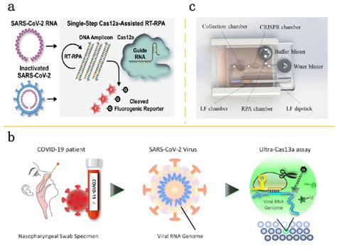 Combination Of Crispr Cas With Microfluidic System A A Single Step Download Scientific