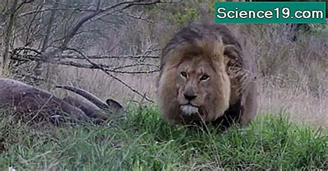 Güney Uçan Sincap Yırtıcıları 💫 Bilimsel Ve Popüler Multimedya Portalı