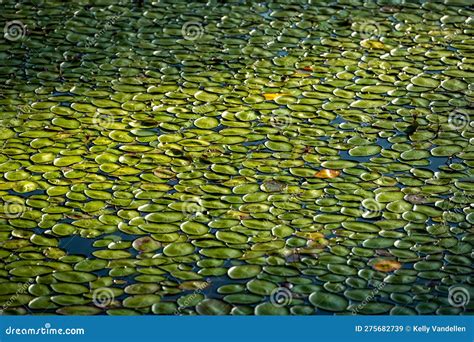 Light And Shadow Across The Surface Of Lily Pads On Gravel Pit Lake In