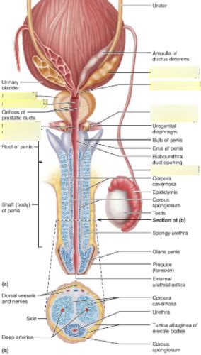 Male Ducts And Glands Diagram Quizlet