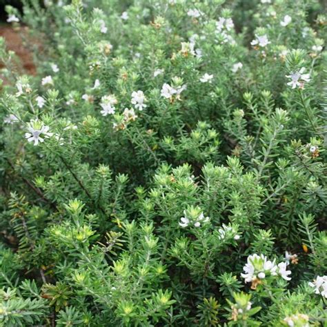 Westringia Zena Coastal Rosemary 8 Pot Hello Hello Plants And Garden