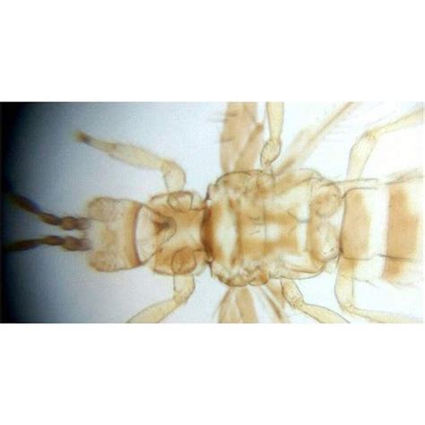 Foldscope Basic Kit At ₹ 249piece Science Lab Supplies In Vadodara