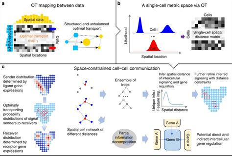Inferring Spatial And Signaling Relationships Between Cells From Single Cell Transcriptomic Data