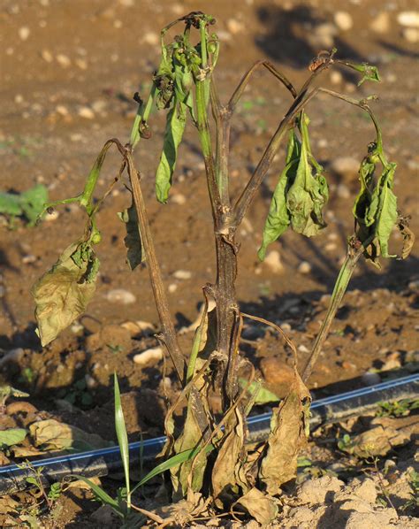 Phytophthora Blight On Peppers Vegetable Pathology Long Island Horticultural Research