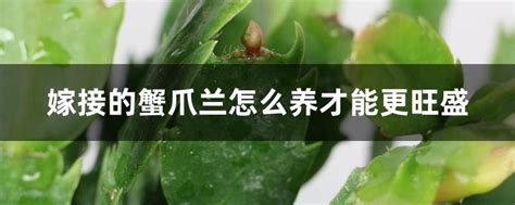 嫁接的蟹爪兰怎么养才能更旺盛 花百科