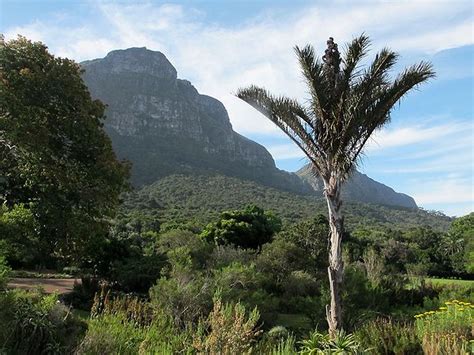 Raphia Australis Palmpedia Palm Growers Guide