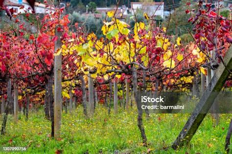 포르투갈의 세계에서 가장 오래된 와인 지역 가을에 포도원에서 성장하는 붉은 포도 덩굴의 다른 종류 레드 화이트 및 포트 와인의 생산 0명에 대한 스톡 사진 및 기타 이미지