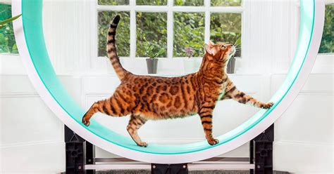 Fit N Fun Cat Wheel Fun Fitness For Indoor Cats
