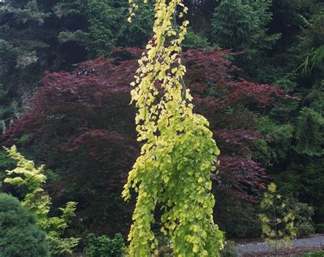 Fagus Sylvatica Aurea Pendula Beech Live Plant 12 Tall 1 Year