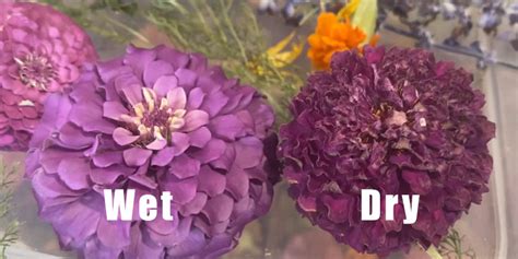 Guide To Freeze Drying Flowers Freeze Dried Guide