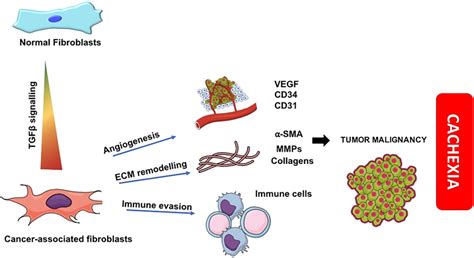 Of Transforming Growth Factor‐β Tgf‐β Signalling In The Tumour