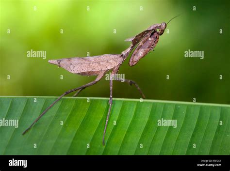 Stick Insect Phasmatodea On A Leaf Malaysia Borneo Sabah Stock