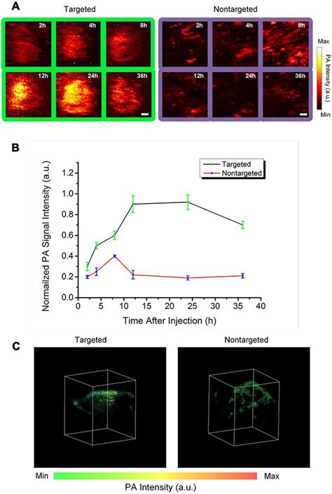 Multi Scale Photoacoustic Imaging In Cervical Cancer Ijn Ijn
