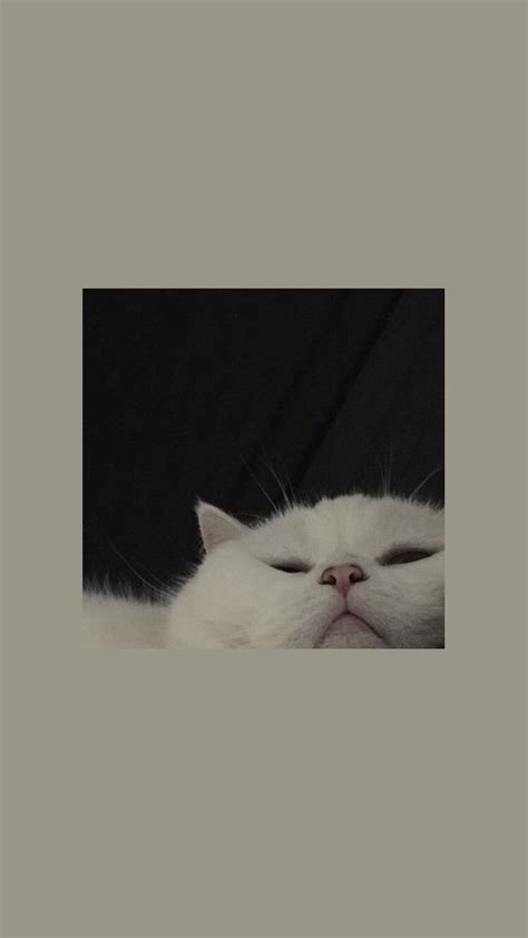 Wallpaper Hewan Aesthetic 58 Koleksi Gambar