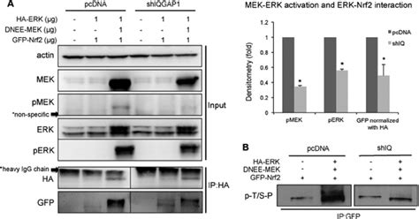 Iqgap1 Mediates Mek Erk Activation And Erk Nrf2 Interaction A