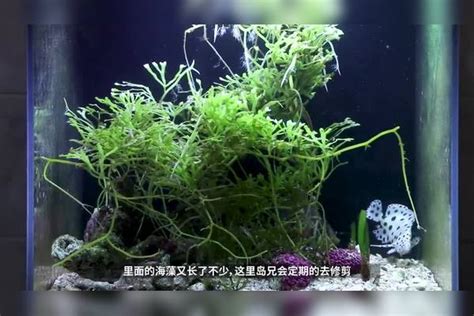 可爱的波点老鼠斑没想到这么能吃一口就是一条小鱼和一只大虾 老鼠