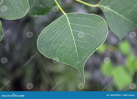 Tree Identification Chinese Tallow Tree Leaf Stock Image Image Of