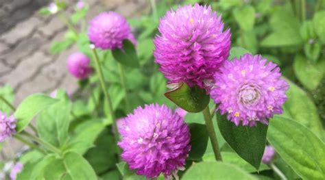 How To Plant Grow And Care For Globe Amaranth
