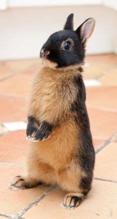 33 Polish Bunny Ideas Cute Bunny Bunny Rabbit Breeds