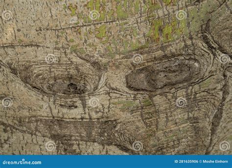 Eye Shapes On A Tree Bark Stock Photo Image Of Material